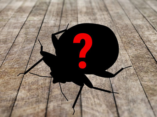 Owady w domu. Jakie owady występują w domu lub mieszkaniu ...