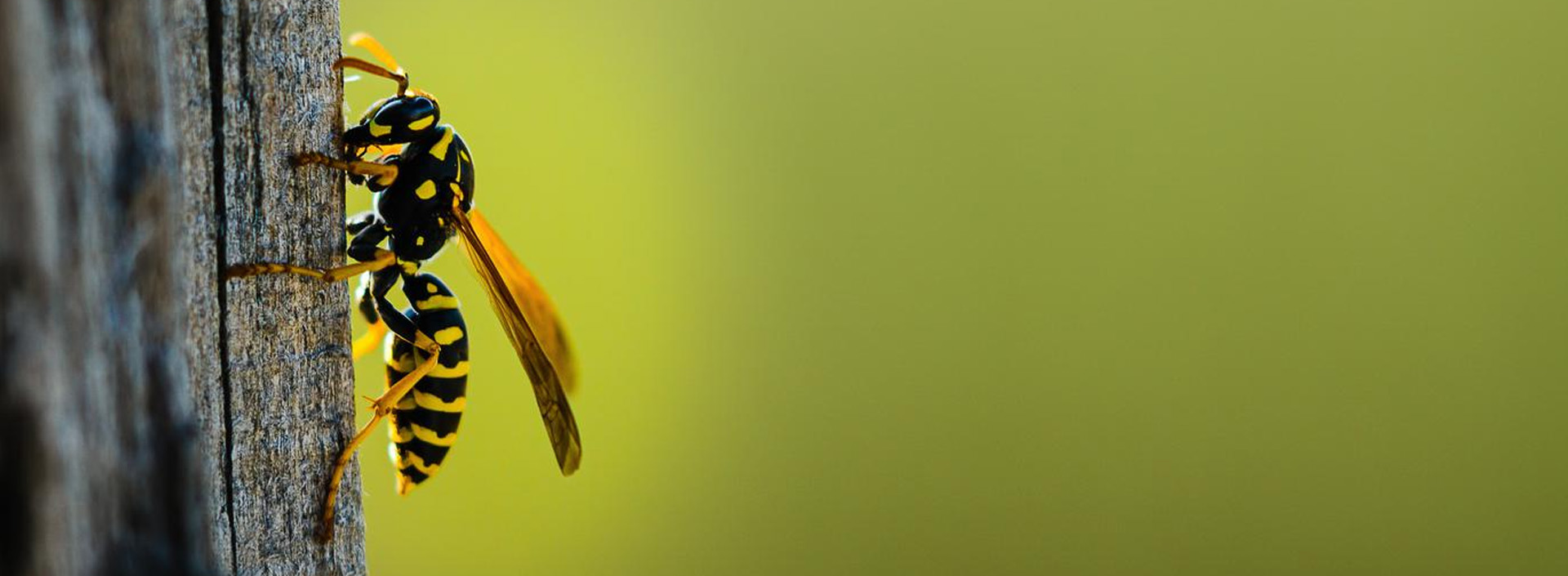 Użądlenie osy, szerszenia, pszczoły, trzmiela.